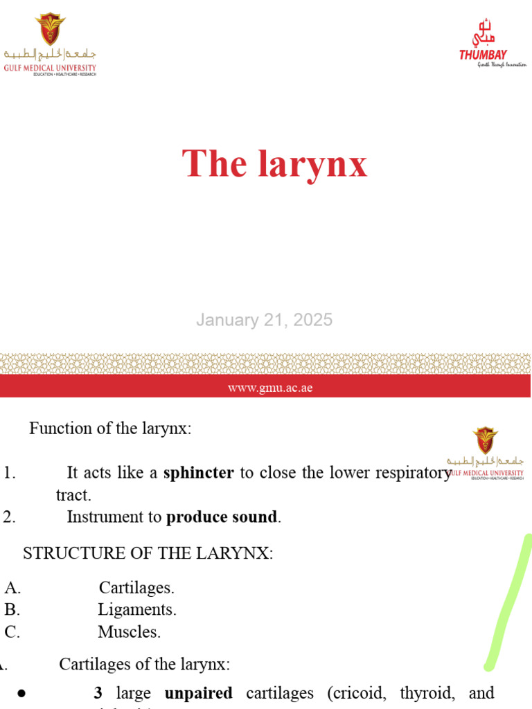 The Larynx (2) - PDF | PDF | Larynx | Human Anatomy
