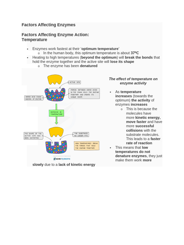 Enzyme Activity: Key Influences | PDF | Enzyme | Active Site