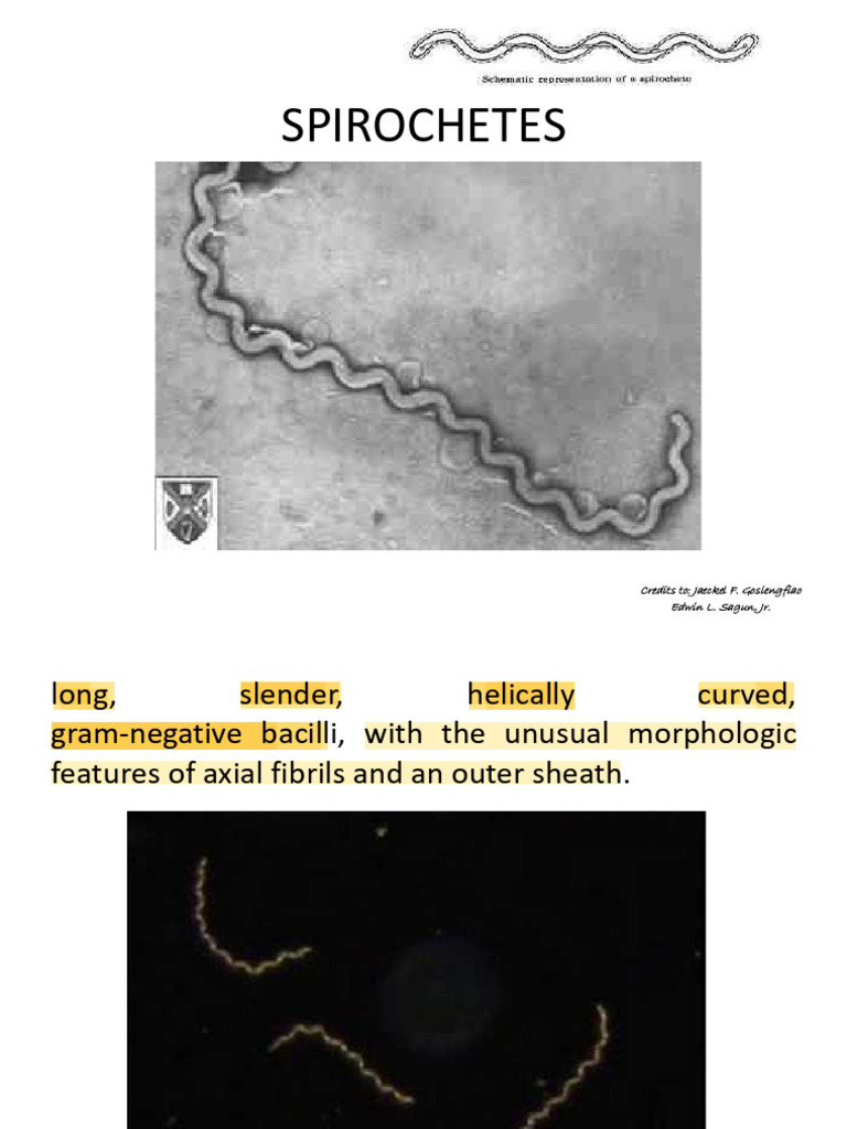 2. Spirochetes | PDF | Lyme Disease | Medical Specialties