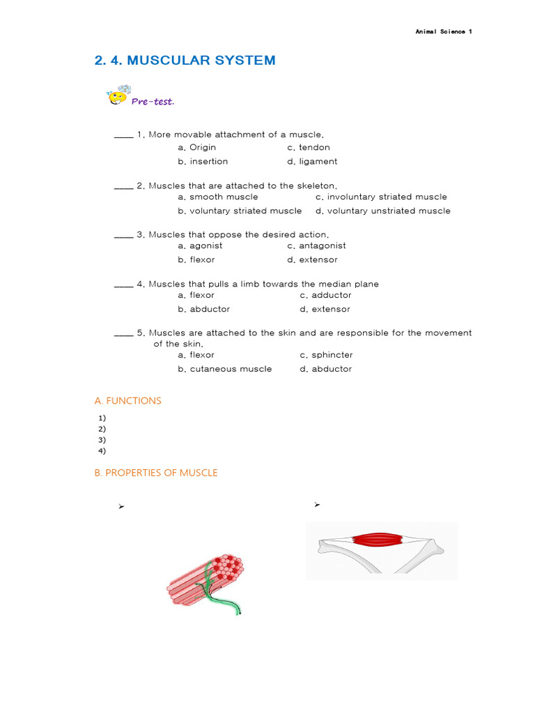 2 3 - Muscular-System | PDF | Muscle | Morphology (Biology)