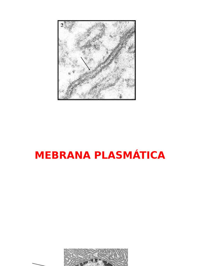 Repaso Diapositivas Tejidos Orgã Nulos Huesos Cara-Crã Neo | PDF