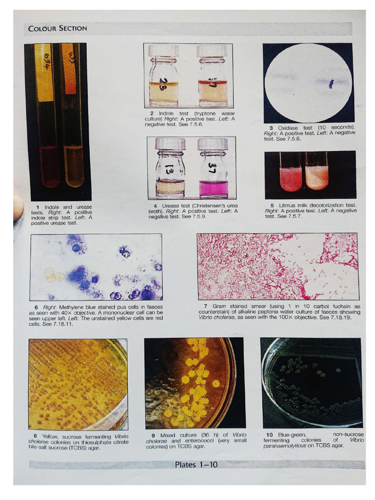 Coloured Section Print | PDF