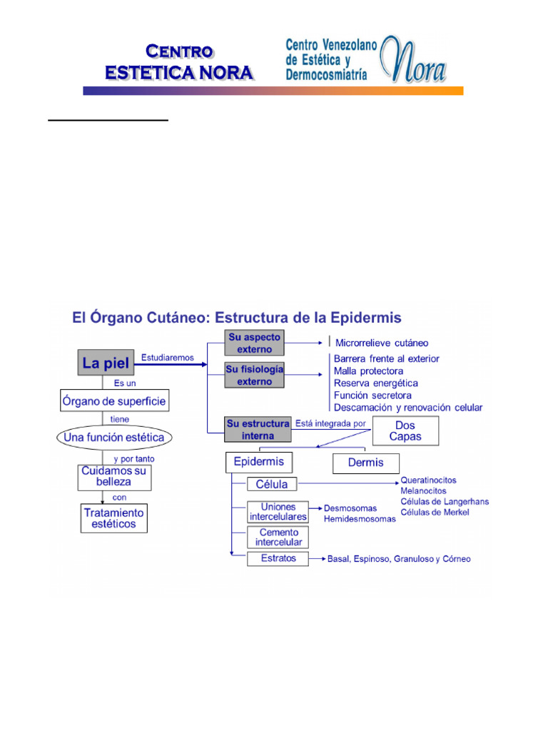Estructura y Función de la Epidermis | PDF | Piel | Epidermis