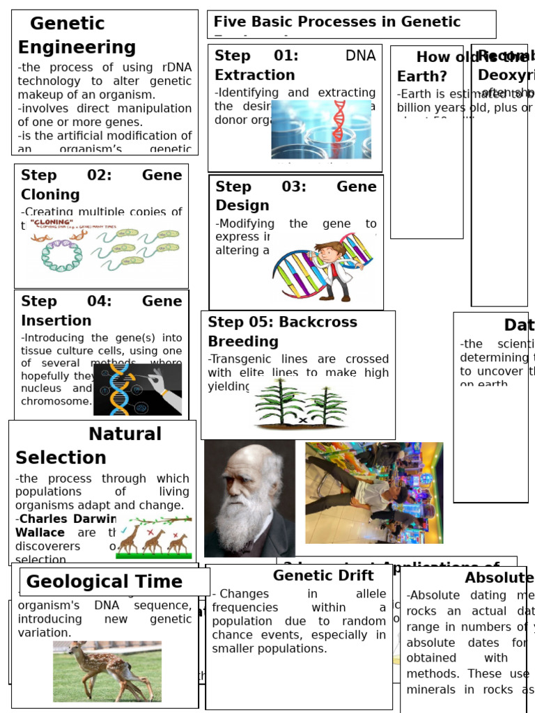 Genetic Engineering Processes Explained | PDF | Genetics | Gene