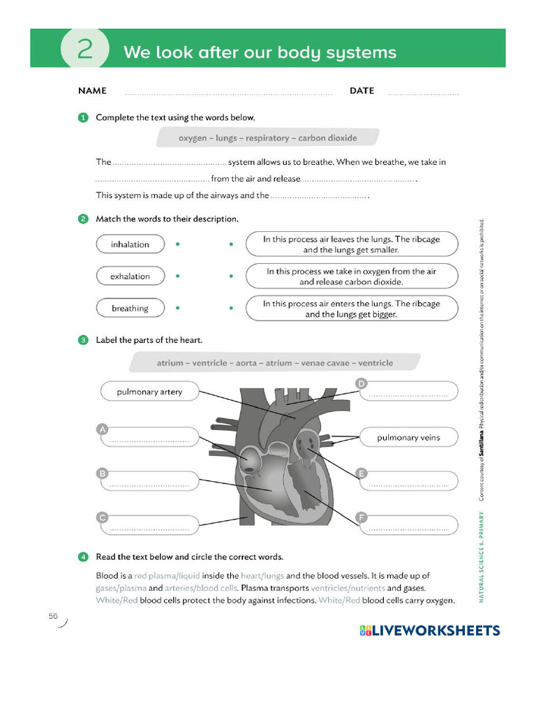 Worksheet - 7313636 Science | PDF