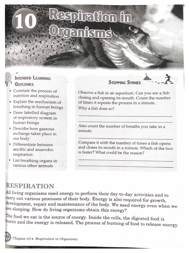 Respiration in Organisms Bio | PDF