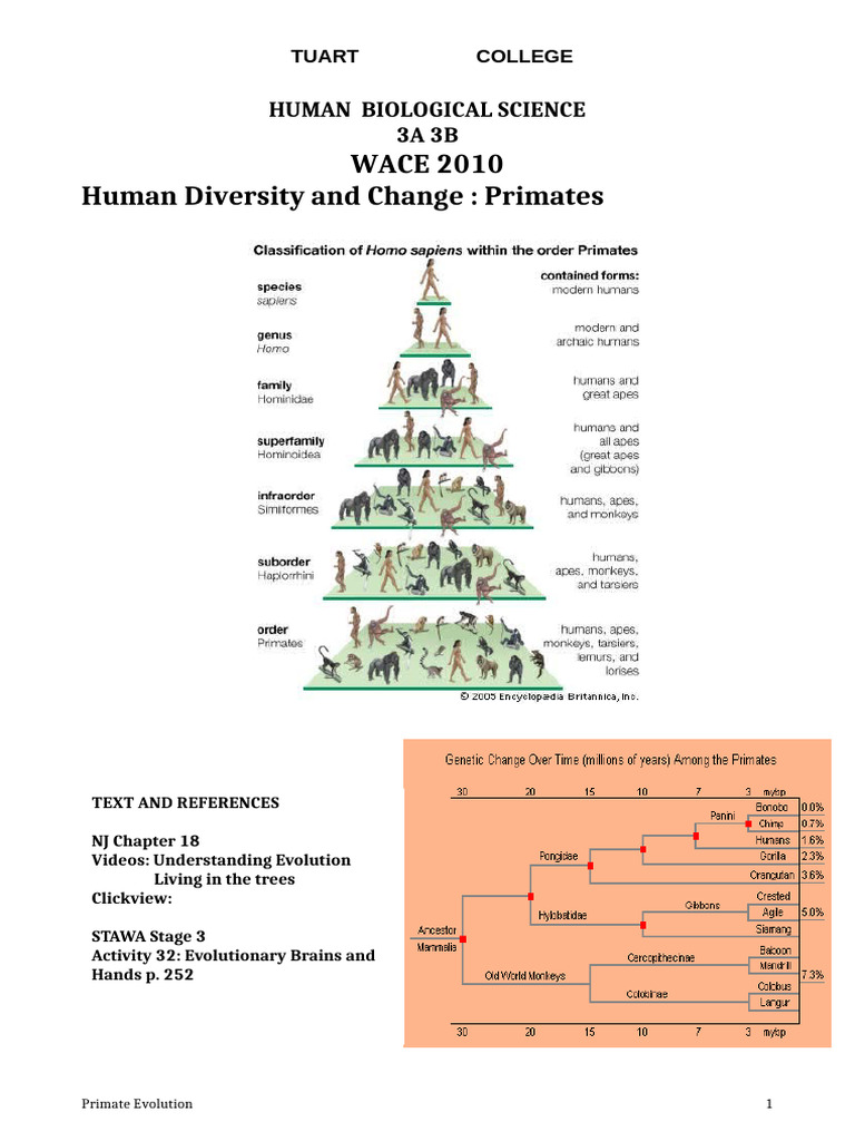 PRIMATE EVOLUTION | PDF | Hominidae | Evolution Of Primates