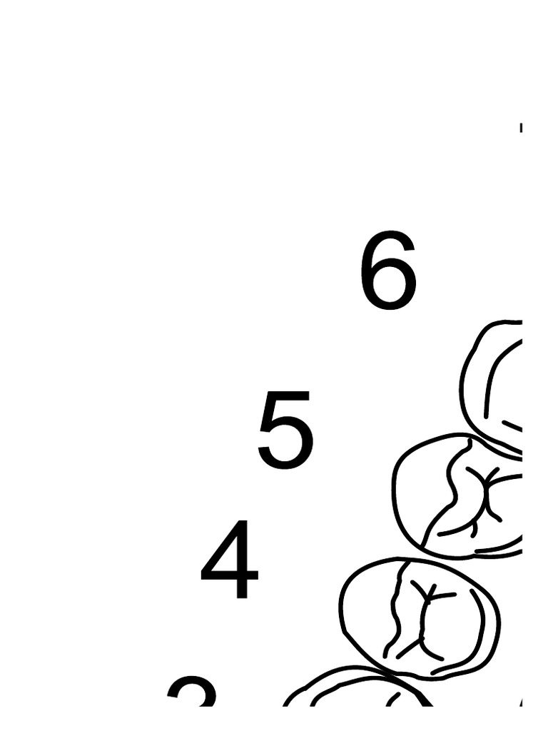 Universal Numbering System | PDF