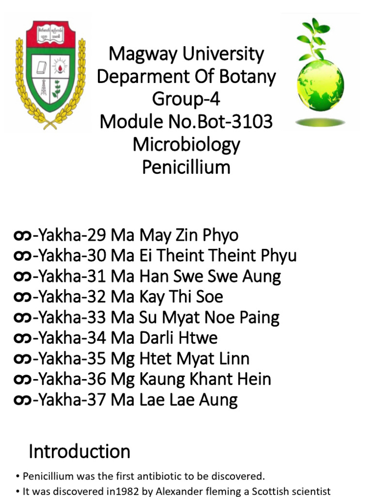 Magway University Deparment of Botany Group-4 Module No - Bot-3103 Microbiology Penicillium | PDF