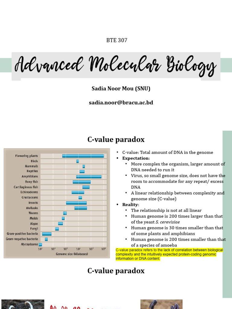 Understanding the C-Value Paradox in Genomics | PDF | Gene | Messenger Rna