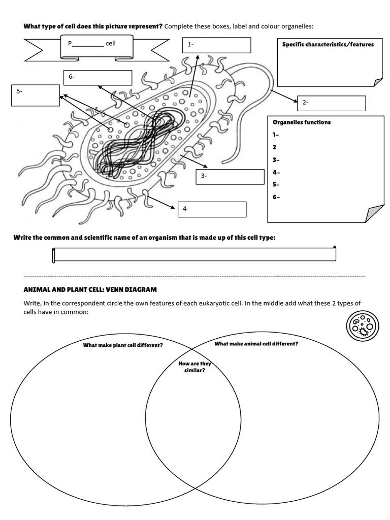 Prokaryotic Cell and Eukaryotics Venn Diagram | PDF