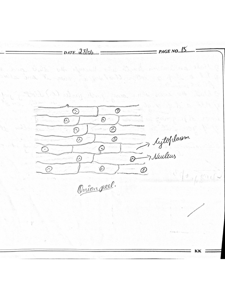 Biology Practical Record | PDF