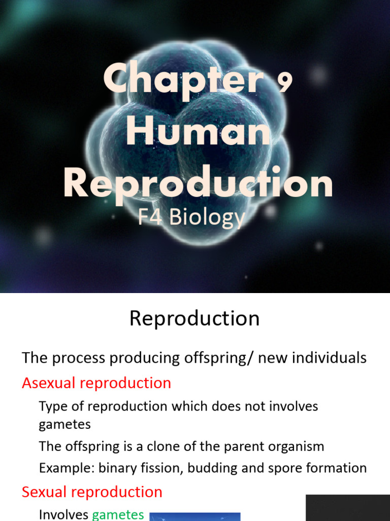 Human Reproduction: Asexual vs Sexual | PDF | Sexual Reproduction ...