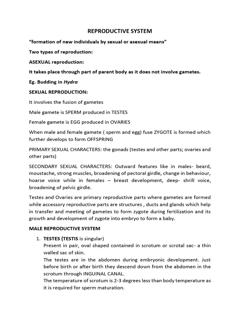 Notes Reproductive System | PDF | Menstrual Cycle | Testicle