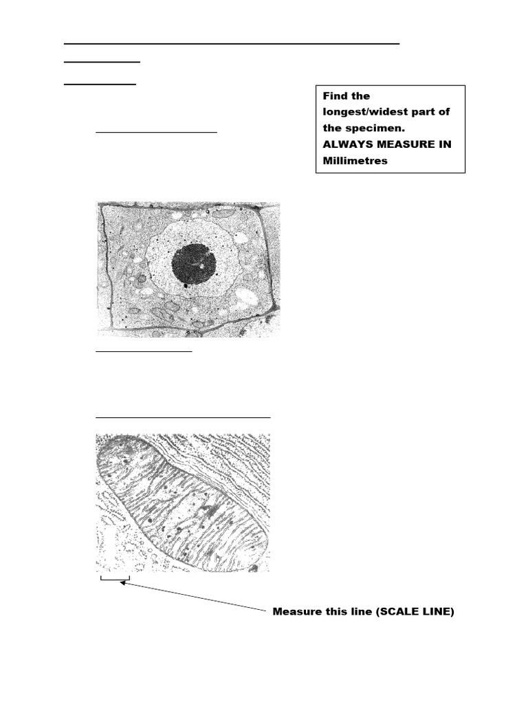 Micrograph Specimen Size Measurement | PDF