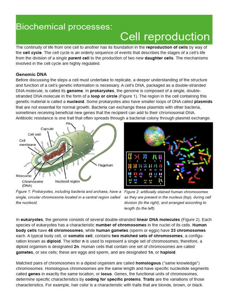 Cell Cycle and DNA Structure Explained | PDF | Mitosis | Chromosome