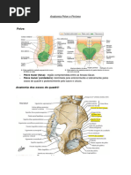 Pelve e Períneo | PDF | Pélvis | Anatomia