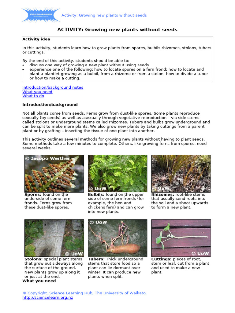 Growing New Plants Without Seeds | PDF | Fern | Plants
