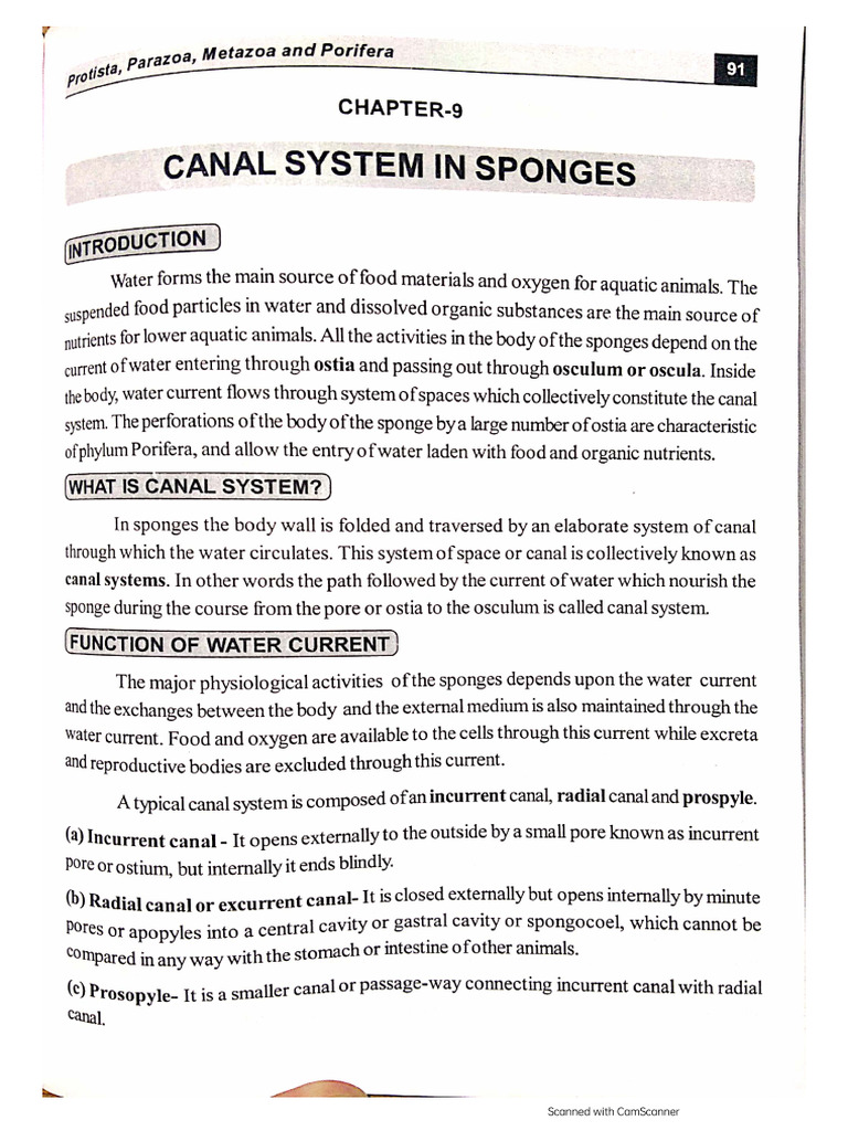 Canal System in Sponges | PDF