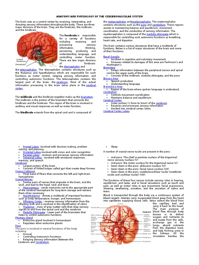 Cerebrovascular System Overview | PDF | Cerebrum | Brainstem