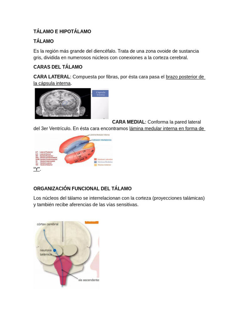 Tálamo e Hipotálamo: Funciones y Estructuras | PDF | Sistema límbico ...
