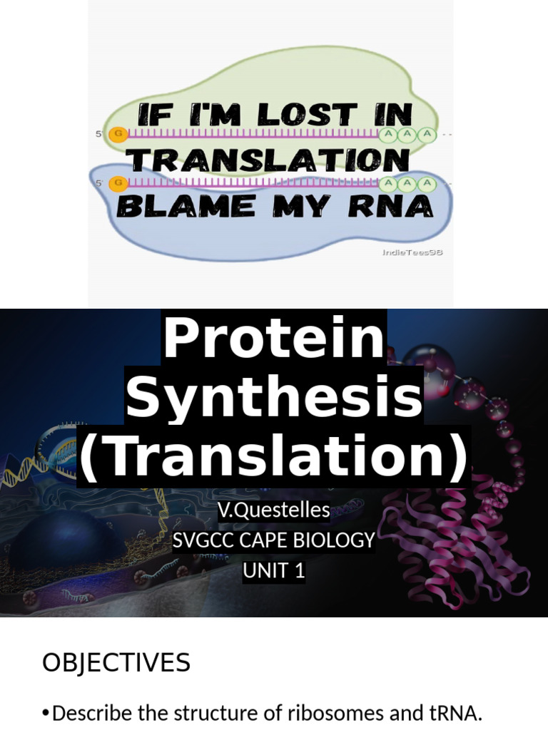 Protein Synthesis (Translation) | PDF