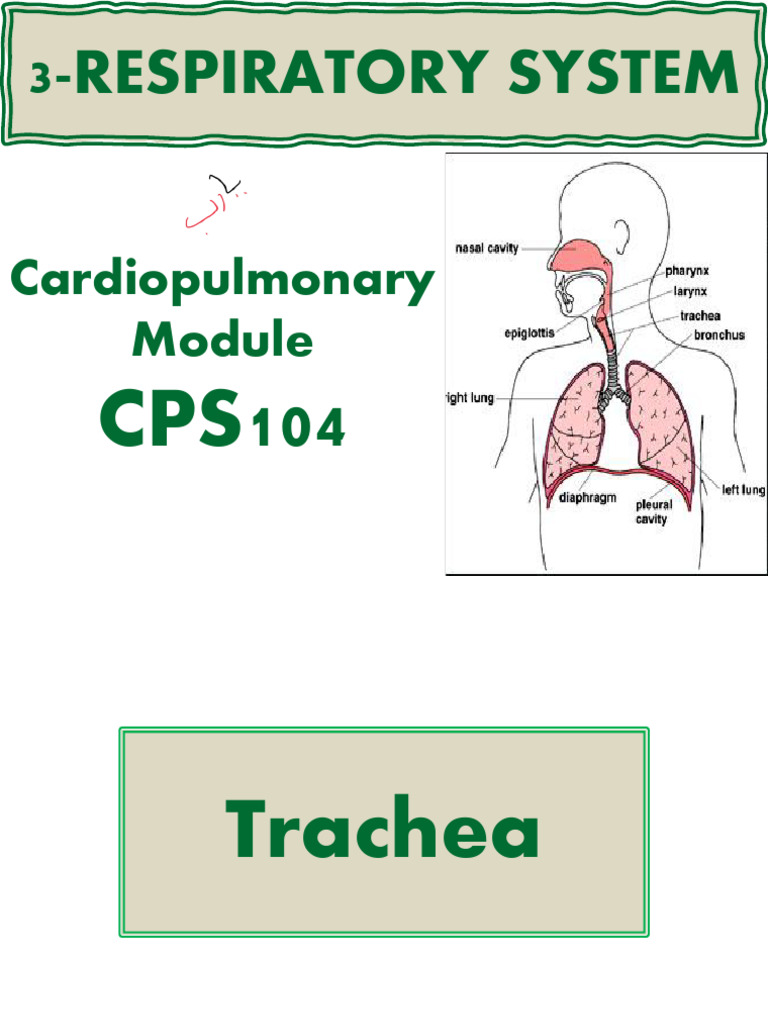 11 - Respiratory System (2022-2023) | PDF