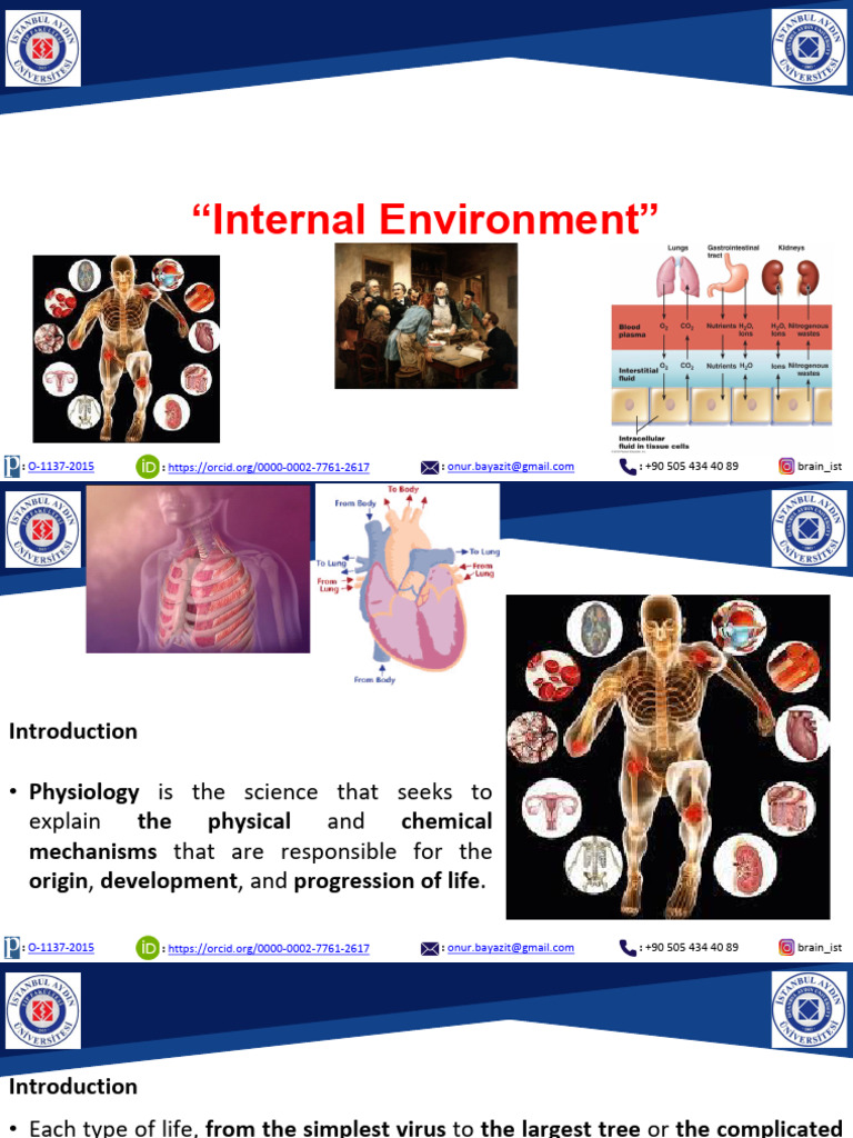Human Physiology: Body Functions Explained | PDF | Homeostasis | Human Body