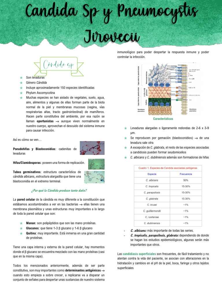 Cándida SP y P. Jirovecii | PDF | Sistema inmune | Candidiasis
