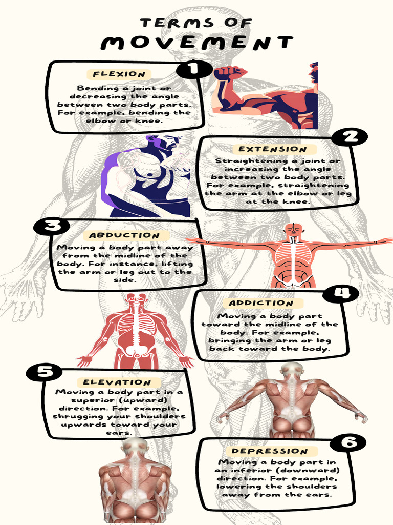 Terms of movement | PDF | Anatomical Terms Of Motion | Limbs (Anatomy)