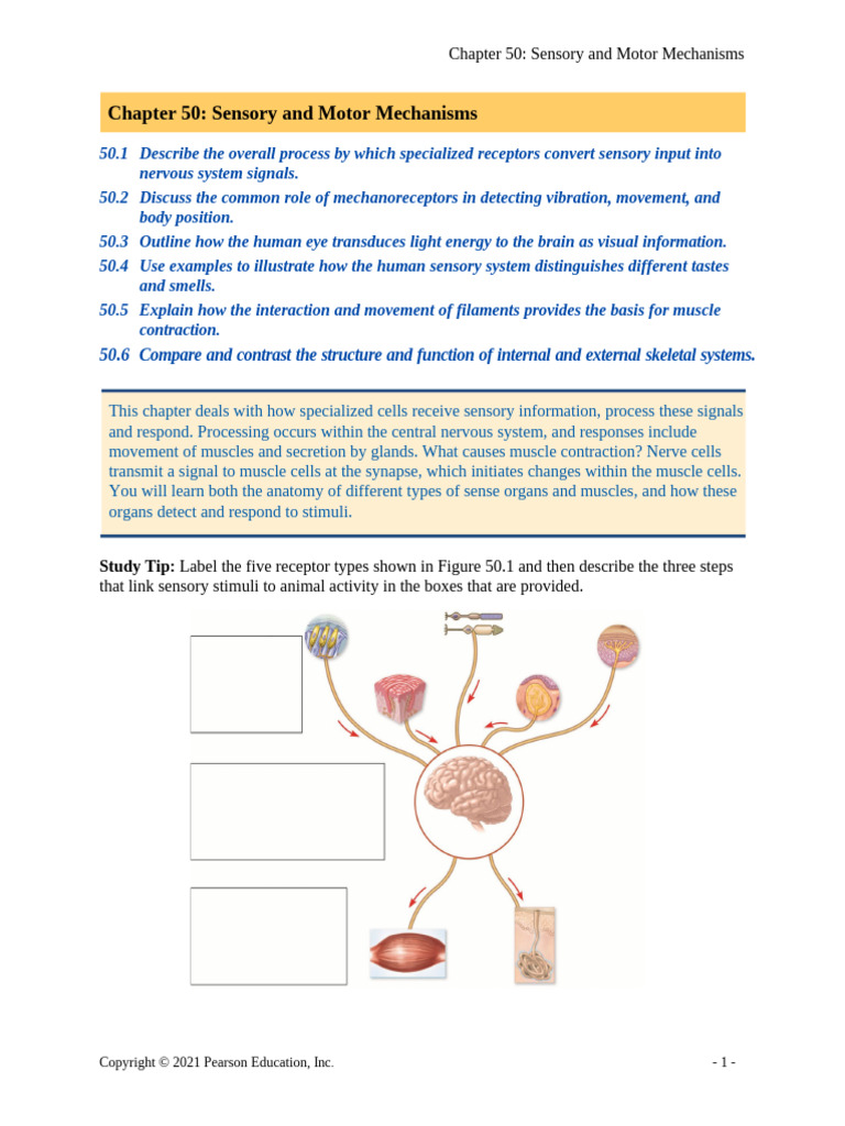 Biology AP: Nervous System | PDF | Skeletal Muscle | Senses