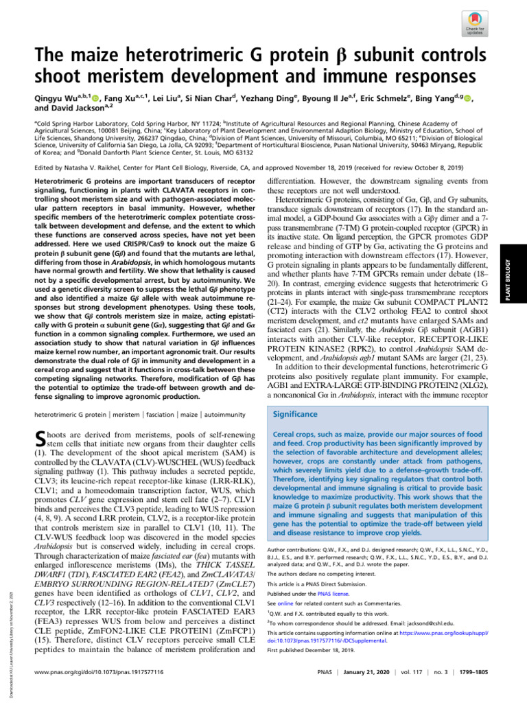 Maize G Protein β Subunit Role in Growth | PDF | Cell Signaling ...