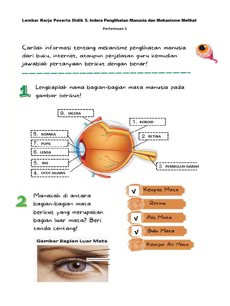 Bagian dan Mekanisme Penglihatan Manusia | PDF