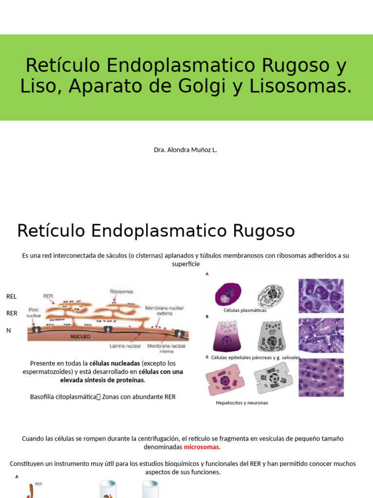 RER, REL, Aparato de Golgi y | PDF | Retículo endoplásmico | Lisosoma