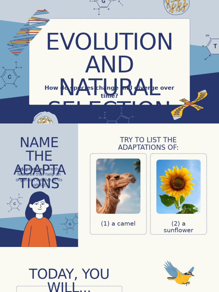 Evolution and Natural Selection Education Presentation in 0 Hand Drawn Lightly Textured Style ...