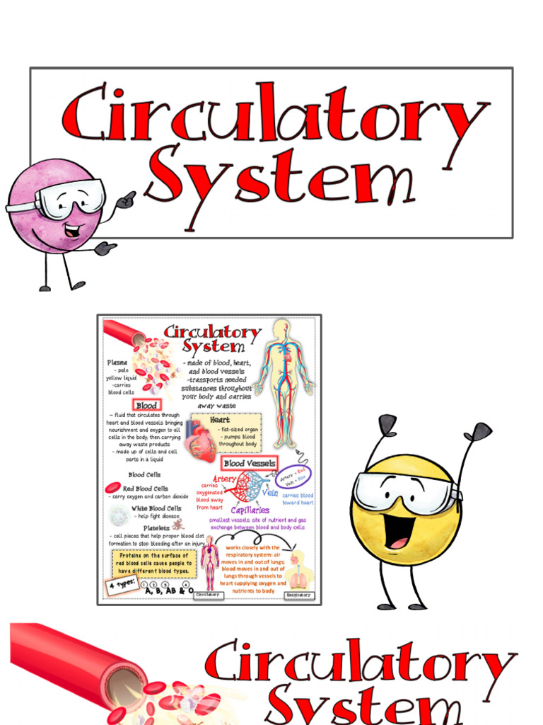 Circulatory System Presentation | PDF