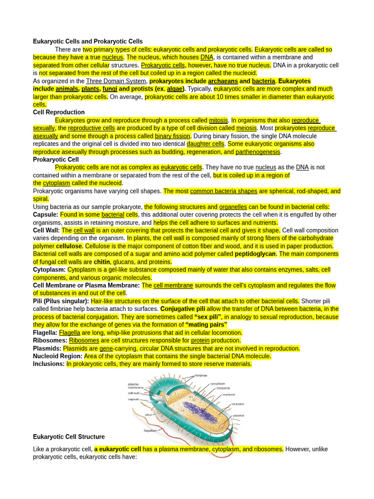 CELL-TYPE (1) | PDF | Cell (Biology) | Epithelium