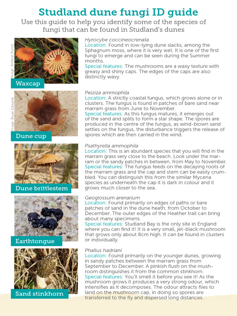 Fungi ID Guide | PDF | Dune | Fungus