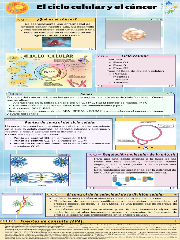 Ciclo celular y su relación con el cáncer | PDF | Biología Celular ...