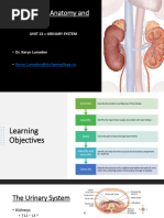 Urinary System | PDF | Kidney | Urinary System