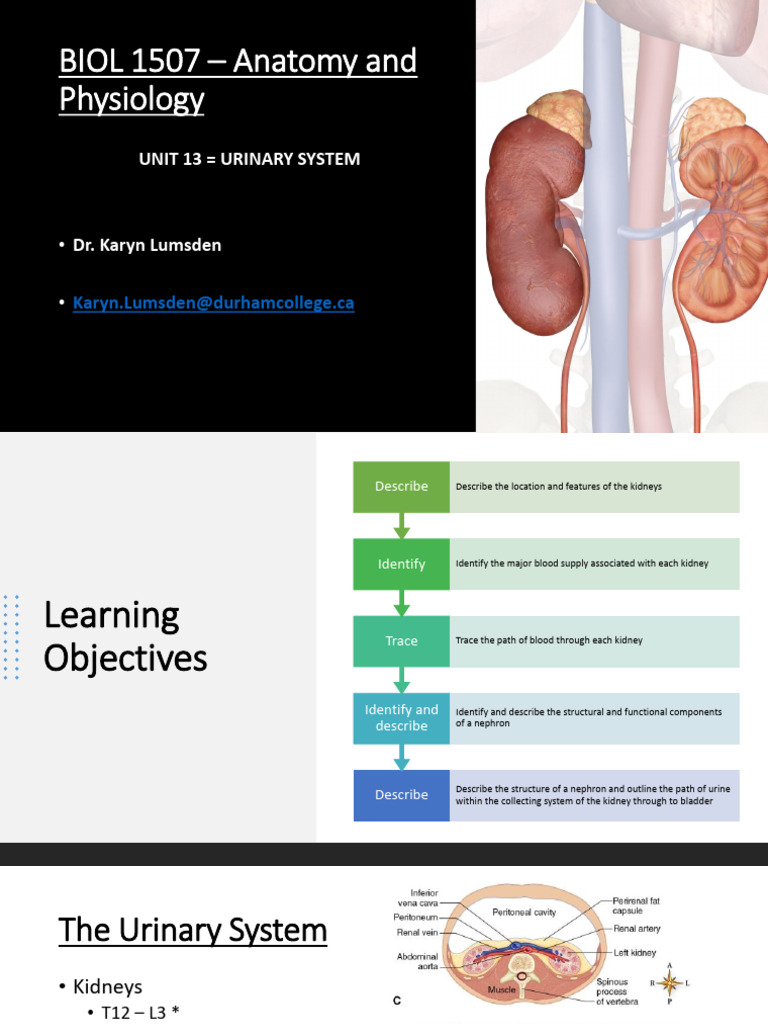 Urinary System Anatomy and Function | PDF | Kidney | Urinary System