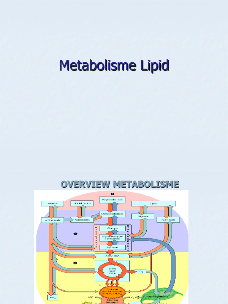 Metabolisme Lipid-1 ( OKSIDASI | PDF