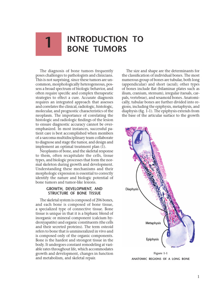 Introduction To Bone Tumors | PDF | Bone | Sarcoma