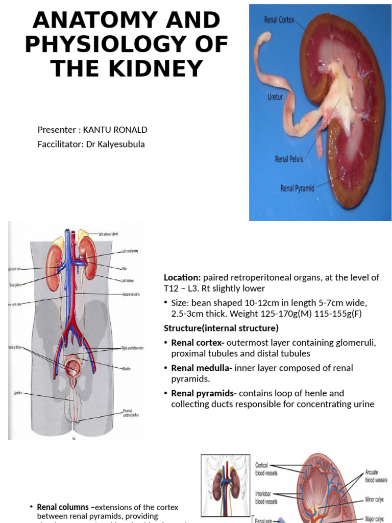 Anatomy and Physiology of The Kidney | PDF | Kidney | Organ (Anatomy)