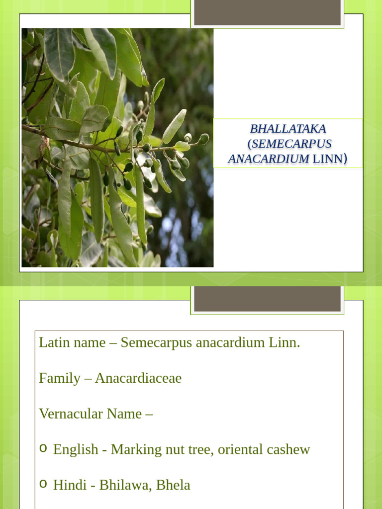 Bhallataka and Its Formulation | PDF