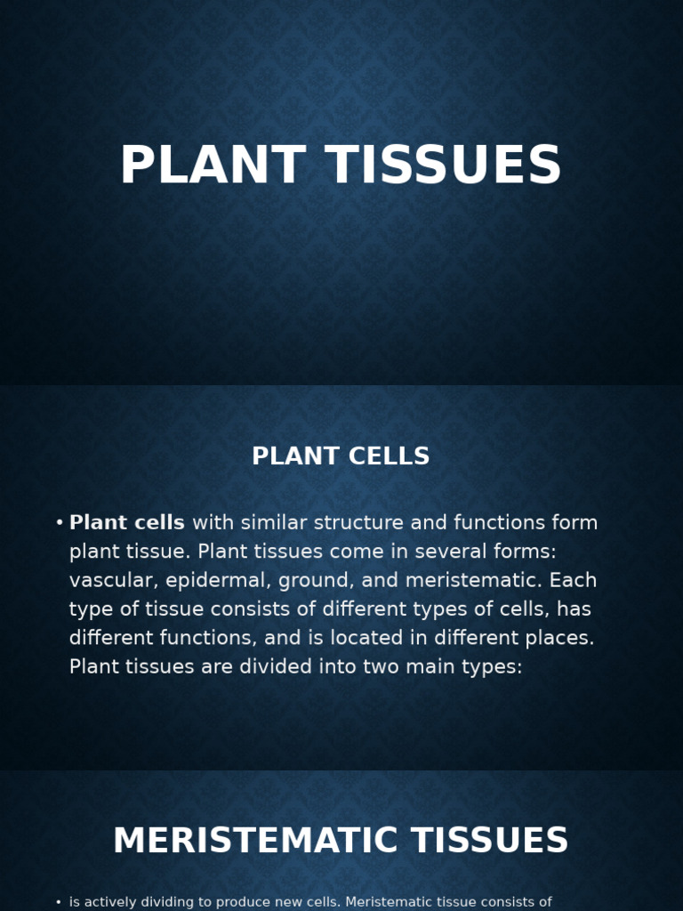 PLANT TISSUES | PDF | Tissue (Biology) | Plant Stem