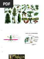 Overview of Division Pinophyta | PDF | Botany | Biology