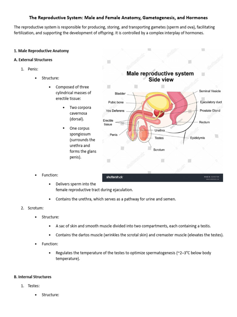 Reproductive System Overview | PDF | Testicle | Meiosis