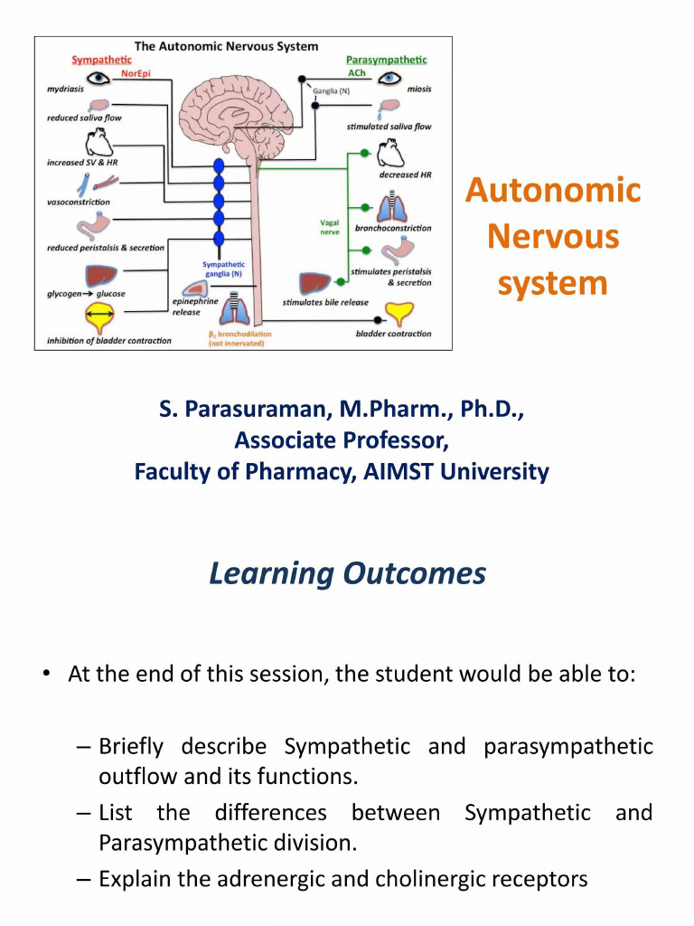 Autonomic Nervous System | PDF