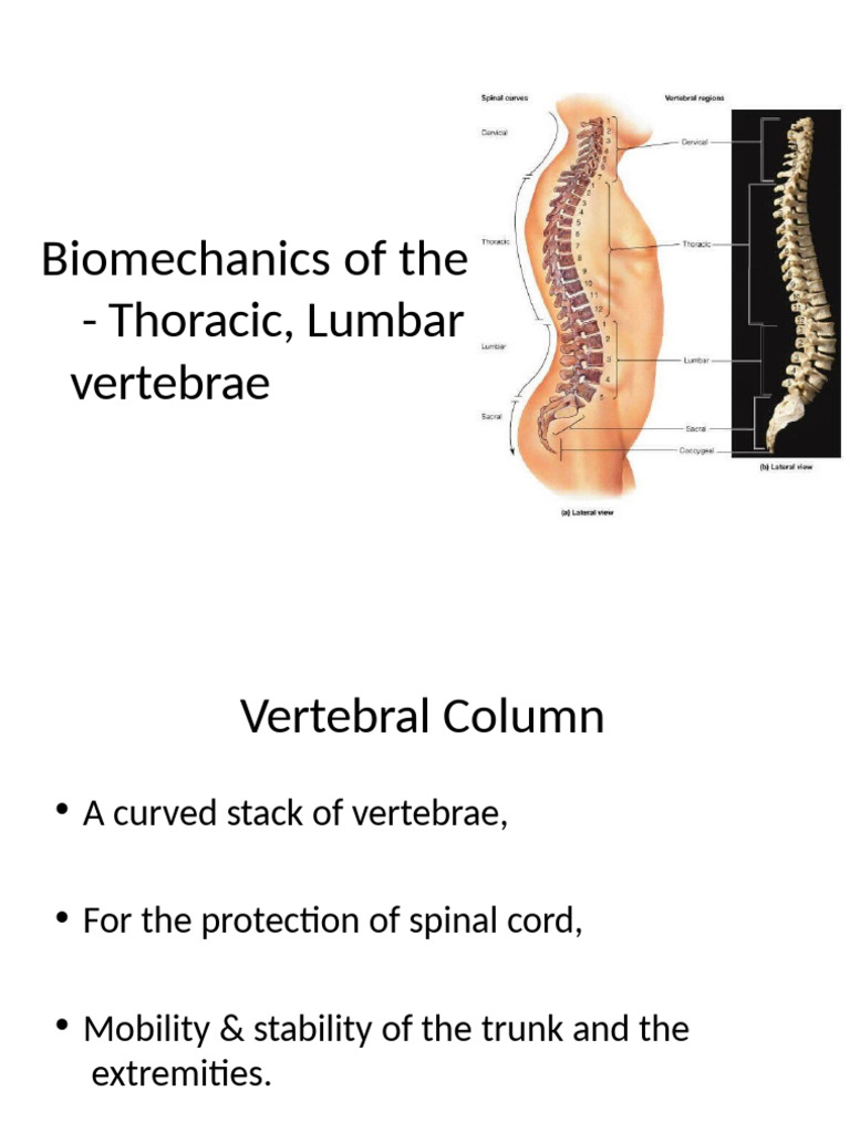 Biomechanics of The Vertebral Column | PDF | Vertebra | Vertebral Column